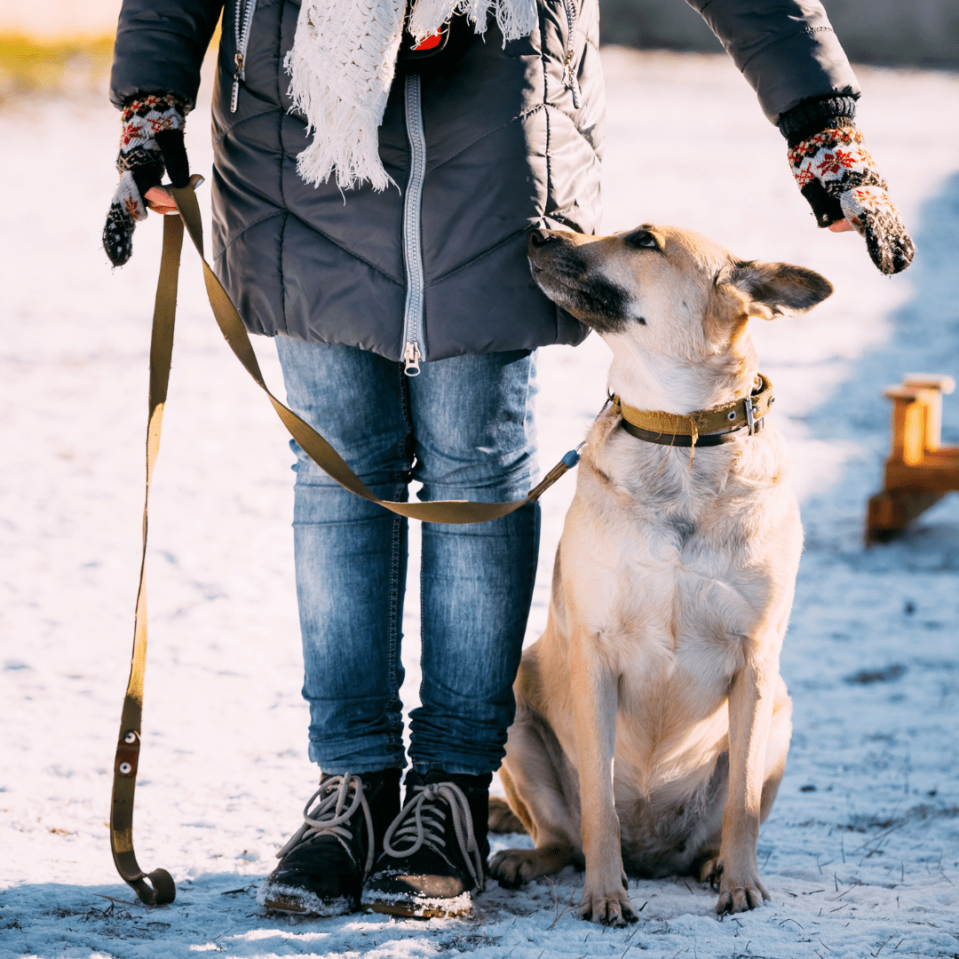 training-dogs.at – Where good Dogs learn to be great