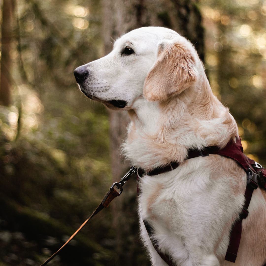 Mantrailing – training-dogs.at